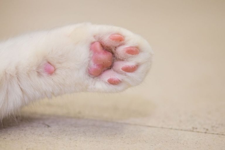 Cat Paw Anatomy (Ultimate Guide!!) - AnimalFate
