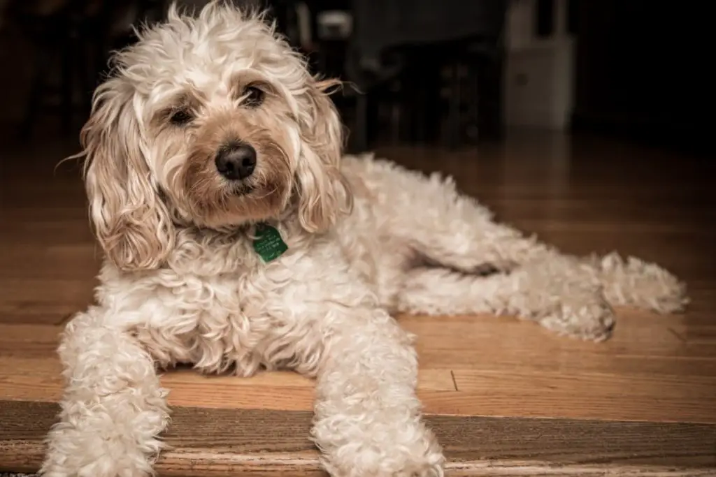 These Doodle Breeds Are The Calmest - And These Other Ones Are Not ...