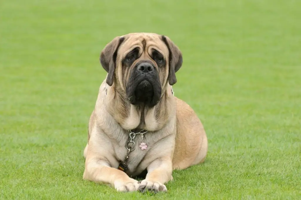 20 World's Strongest Dog Breeds (Pound For Pound) - AnimalFate
