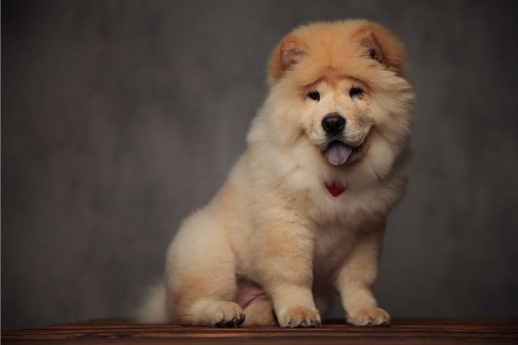 The Chow Chow Dog Breed (Ultimate Guide!!) - AnimalFate