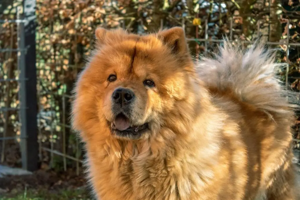 The Chow Chow Dog Breed (Ultimate Guide!!) - AnimalFate