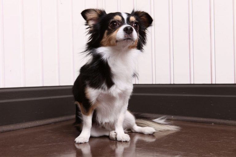 Everything You Need to Know About The Long Haired Chiweenie - AnimalFate