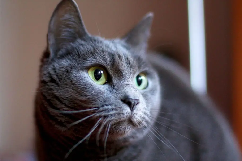 Male Vs Female Cat: What Are The Differences? - AnimalFate