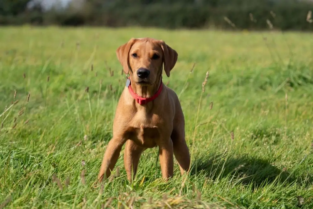 Fox Red Labradors: Pros And Cons Of Owning A Red Lab - AnimalFate