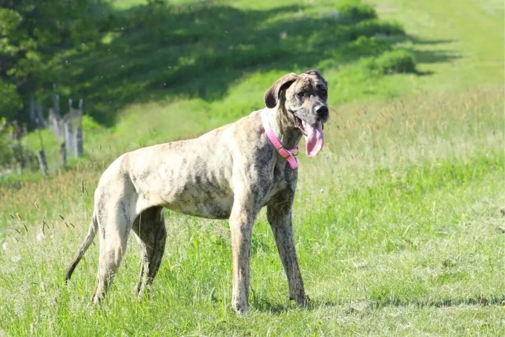 Great Dane Chihuahua Mix: The Realities Of Breeding A Chi-Dane-Dane ...