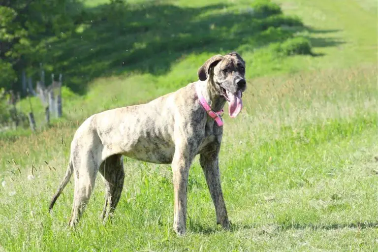 Great Dane Chihuahua Mix: The Realities Of Breeding A Chi-Dane-Dane ...