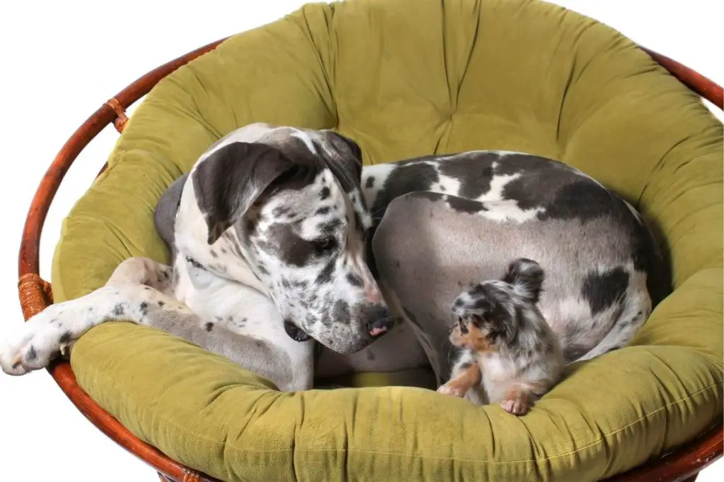 Great Dane Chihuahua Mix: The Realities Of Breeding A Chi-Dane-Dane ...