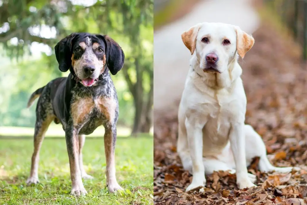 4 Pros And Cons Of Owning A Bluetick Coonhound Lab Mix (Complete Guide ...