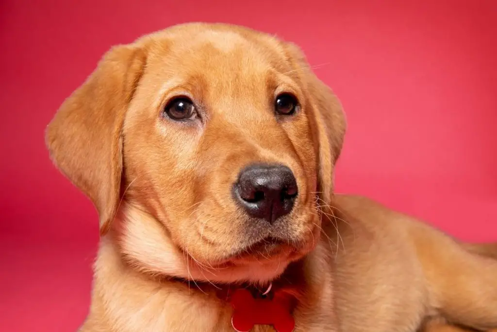 Fox Red Labradors: Pros And Cons Of Owning A Red Lab - AnimalFate