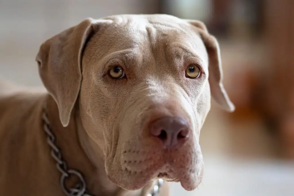 Pros And Cons Of Owning A Blue Fawn Pit Bull - AnimalFate