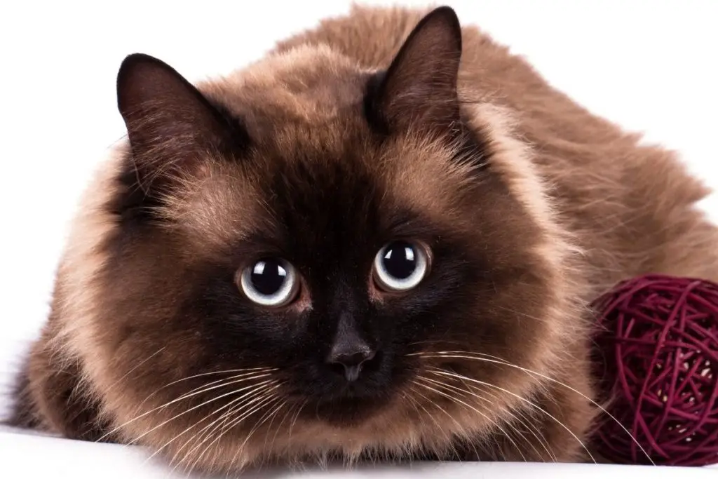 Ragamese Cat! Know About Ragdoll Siamese Mix - AnimalFate