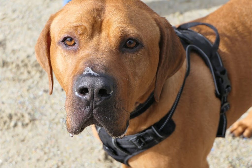 10 Popular Rhodesian Ridgeback Mixes (W/Pictures) - AnimalFate