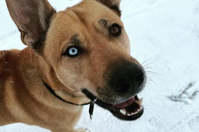 10 Popular Rhodesian Ridgeback Mixes (W/Pictures) - AnimalFate