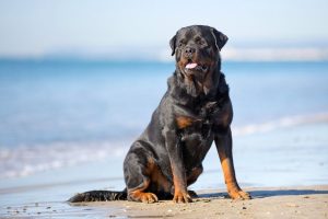 10 Dogs That Fight Bears (And Kill Them) - AnimalFate