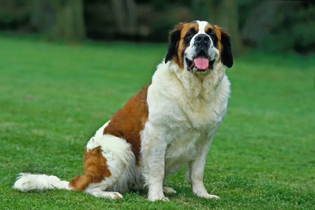 20 World's Strongest Dog Breeds (Pound For Pound) - AnimalFate