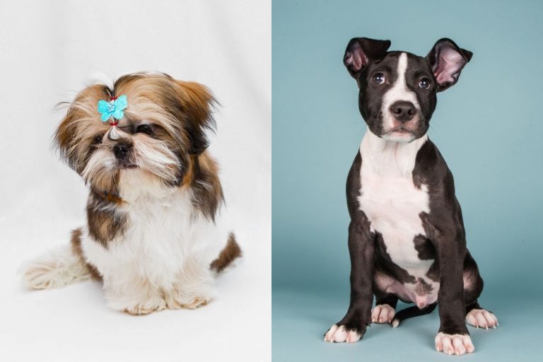 Top Pro And Cons Of Owning A Shih Tzu Pitbull Mix - AnimalFate