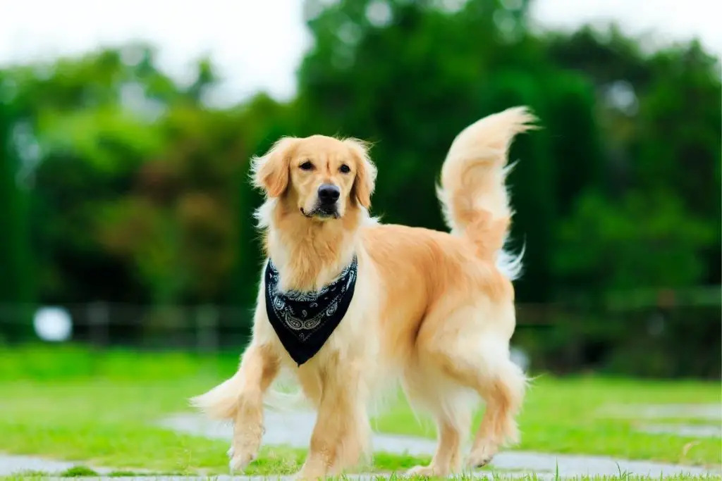 Should I Opt For A Fluffy Or Non-Fluffy Golden Retriever? - AnimalFate