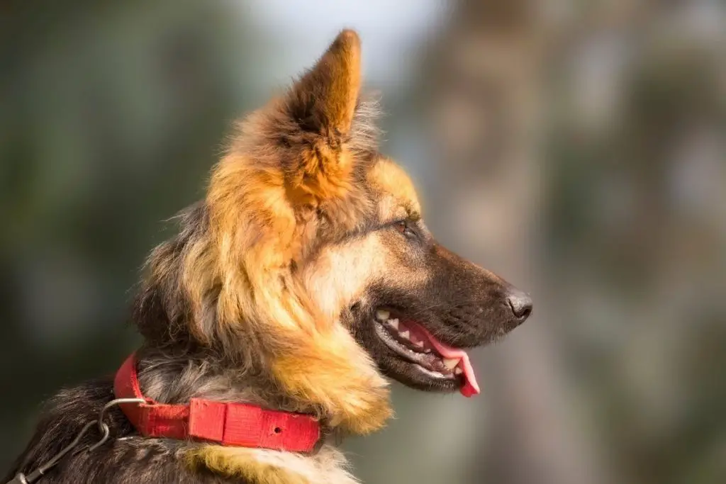The Liver German Shepherd (A Must Read!!) - AnimalFate
