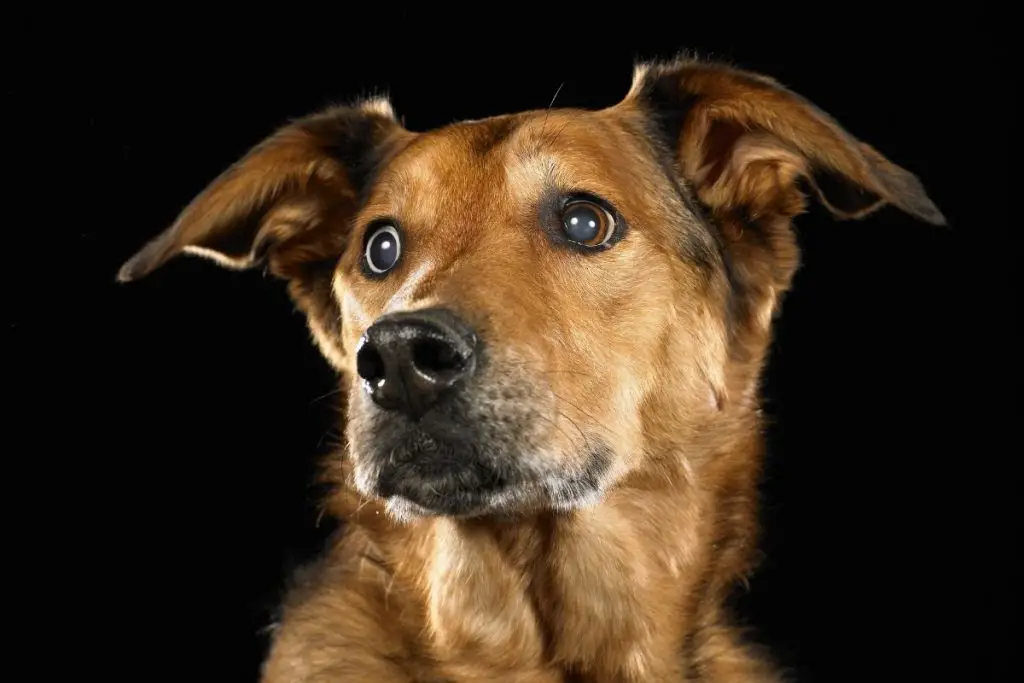 10 Popular Rhodesian Ridgeback Mixes (W/Pictures) - AnimalFate