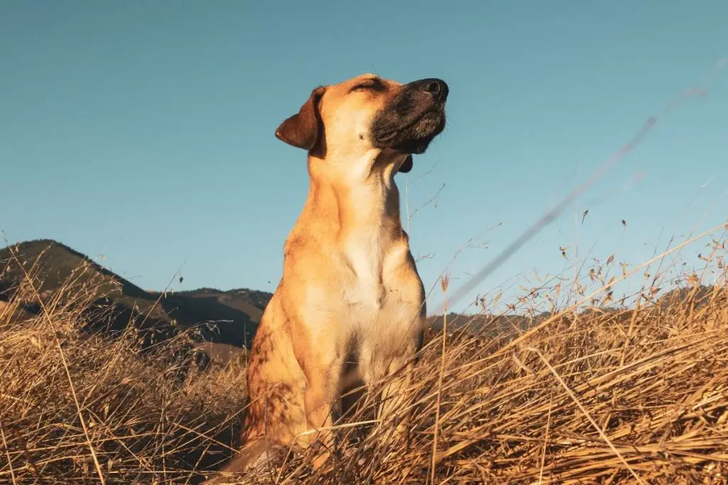 What Is The Cur Dog Breed: See These 5 Amazing Things About Cur Dogs ...