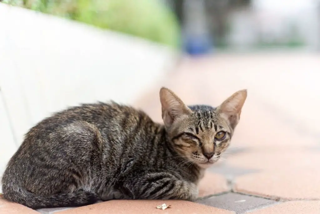 Why Is My Cat Keeping One Eye Closed? Is That A Serious Problem ...