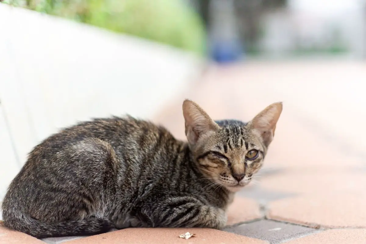 Why Is My Cat Keeping One Eye Closed Is That A Serious Problem Why Is My Cat Keeping One Eye Closed Is That A Serious Problem