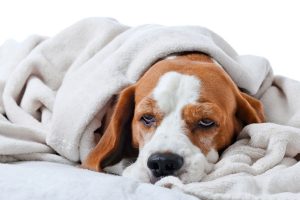 Why Is My Dog Throwing Up Undigested Food Hours After Eating? (Best ...