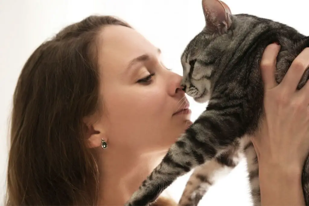 Do Cats Imprint On One Person? Sure Signs Your Cat Has Imprinted On You ...