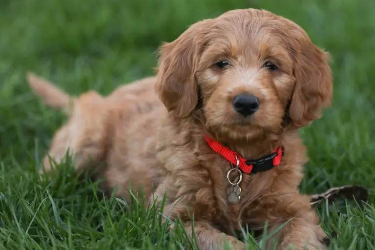 These Doodle Breeds Are The Calmest - And These Other Ones Are Not ...