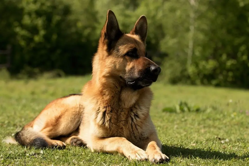 The German Shepherd Bloodhound Mix (Ultimate Guide) - AnimalFate