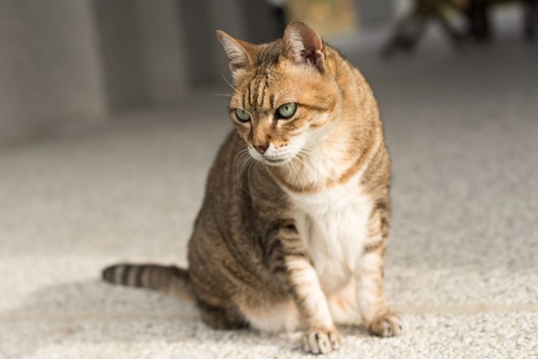 Why Are Tabby Cats Fat? Are They Prone To Health Risks? - AnimalFate